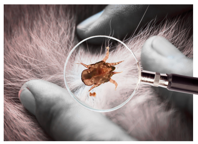 Understanding Dog Mites Pictures: Symptoms and Treatment.